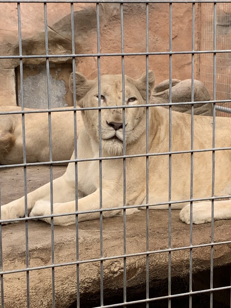 ANIMAL WORLD & SNAKE FARM - 644 Photos & 264 Reviews - 5640 Ih 35 S ...