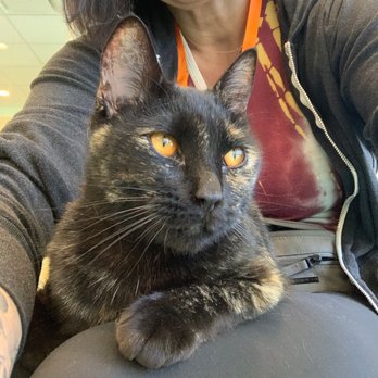 REGAL CAT CAFE - Updated January 2026 - 148 Photos & 44 Reviews - 303 ...