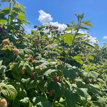 COLUMBIA FARMS U-PICK - Updated July 2024 - 107 Photos & 34 Reviews ...