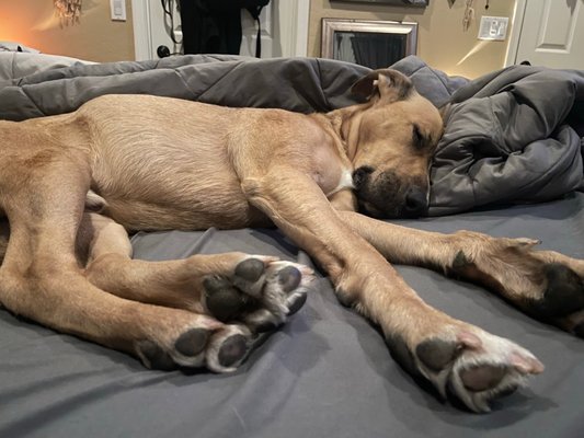 HALO ANIMAL RESCUE - 77 Photos & 142 Reviews - 3227 East Bell Rd ...