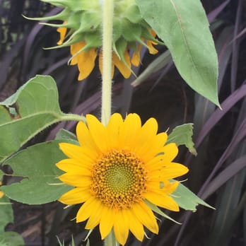 THE BOTANIC GARDEN AT INDEPENDENCE PARK - Updated November 2025 - 58 ...