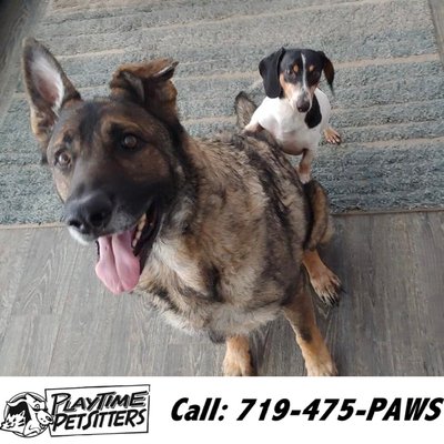 PLAYTIME PET SITTERS & DOG WALKERS OF COLORADO SPRINGS - Updated March ...