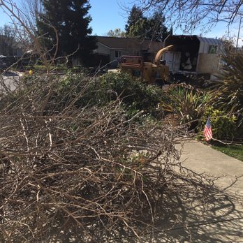 FIDEL’S TREE EXPERTS - Updated October 2025 - 185 Photos & 101 Reviews ...