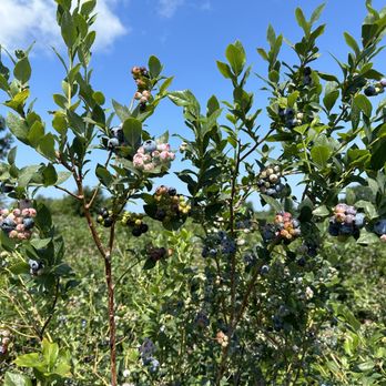 REENDERS BLUEBERRY FARM - Updated April 2026 - 50 Photos & 17 Reviews ...