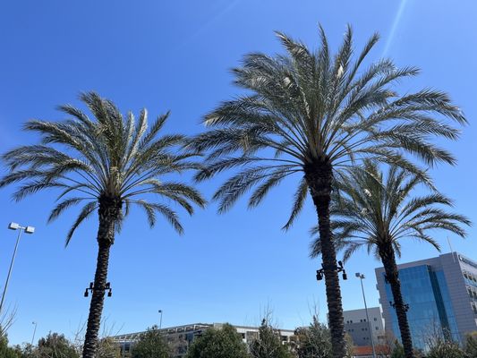 PROMENADE AT DOWNEY - 73 Photos & 16 Reviews - 12214 Lakewood Blvd ...