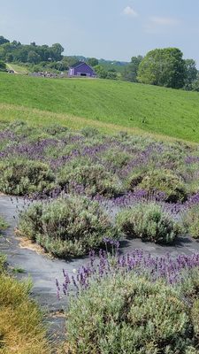 SUNSET RIDGE LAVENDER FARM - Updated December 2025 - 17 Photos - 6360 ...