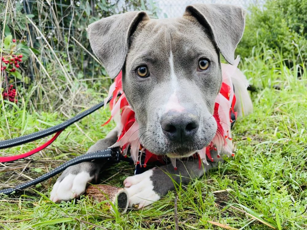 CONTRA COSTA ANIMAL SERVICES - Updated December 2025 - 482 Photos & 175 ...