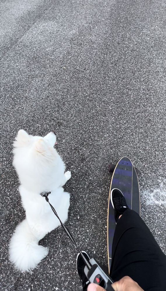 PAWSITIVE WALKS - Updated January 2025 - Request a Quote - Orlando ...