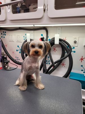 METRO MOBILE GROOMERS - Updated January 2026 - 188 Photos & 151 Reviews ...