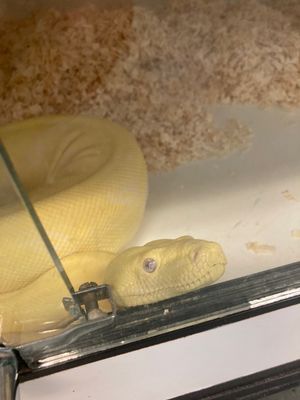 AMAZON REPTILE CENTER - Updated June 2024 - 168 Photos & 193 Reviews ...