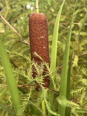 AL COITH PARK - Updated August 2025 - 38 Photos - 901 Delaney Ave ...