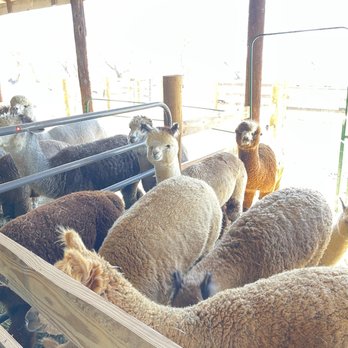 BLACK BARN ALPACAS - Updated July 2025 - 376 Photos & 38 Reviews - 2401 ...