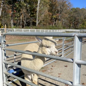 BLUEBIRD FARM ALPACAS - Updated July 2024 - 338 Photos & 46 Reviews ...