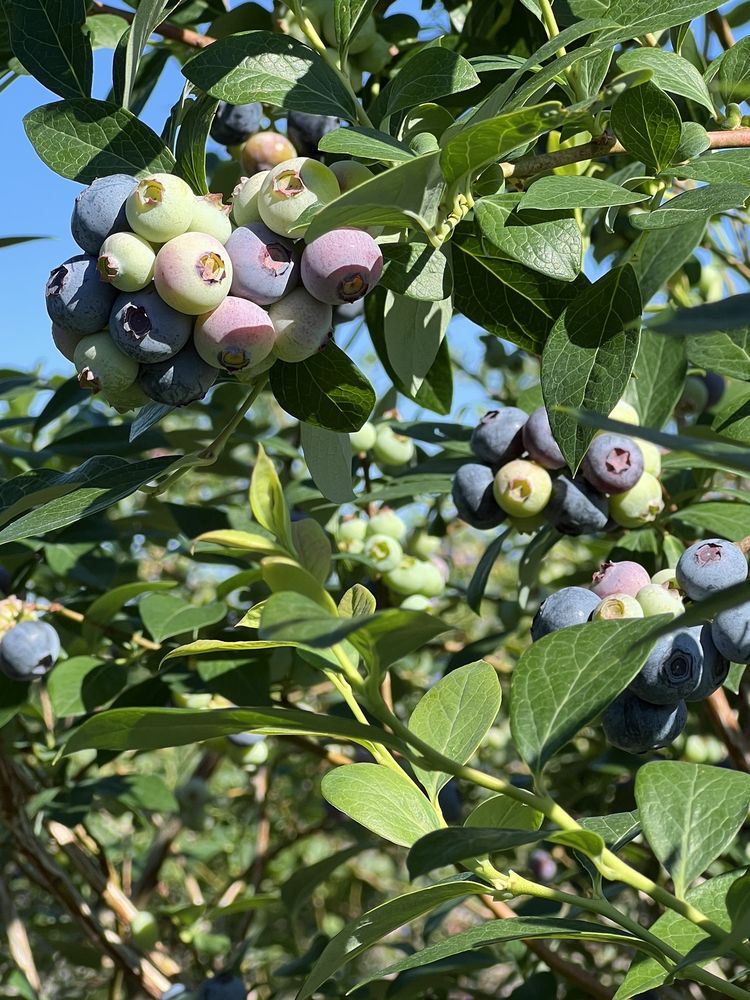 MILLER BLUEBERRY PLANTATION AND NURSERY - Updated October 2025 - 10 ...