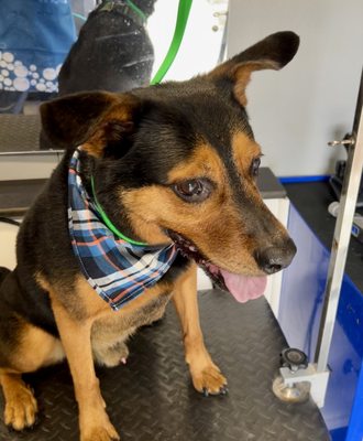 HYDRODOG MOBILE DOG GROOMING - Updated October 2025 - Request an ...