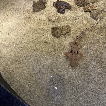 TEXAS STATE AQUARIUM - Updated August 2025 - 1233 Photos & 442 Reviews ...