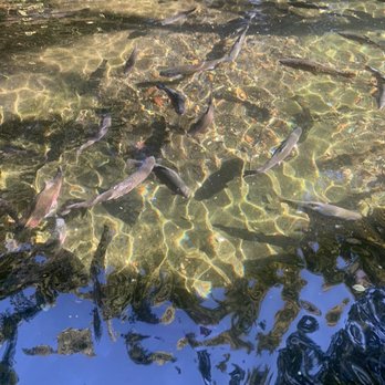 BONNEVILLE DAM FISH HATCHERY - Updated September 2024 - 469 Photos ...