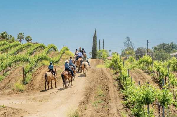 WINE COUNTRY TRAILS BY HORSEBACK - Updated May 2025 - 459 Photos & 461 ...