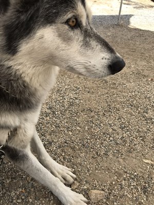 WOLF CONNECTION - Updated December 2025 - 53 Photos & 20 Reviews ...