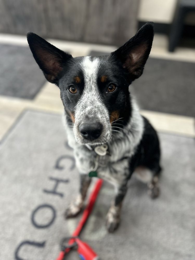 BLUE COLLAR DOGHOUSE - Updated August 2025 - 26 Photos & 53 Reviews ...