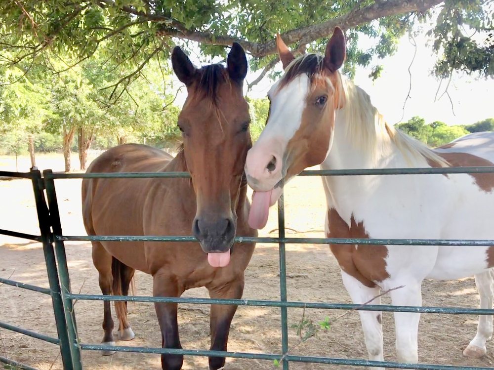 TEXAS TRAIL RIDES - 95 Photos & 106 Reviews - 8601 Bluff Springs Rd ...