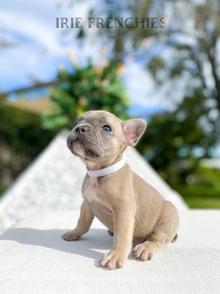 IRIE FRENCHIES - 16 Photos - Miami, Florida - Pet Breeders - Phone ...