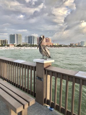 SUNSETS AT PIER 60 - Updated May 2024 - 202 Photos & 61 Reviews - 1 ...