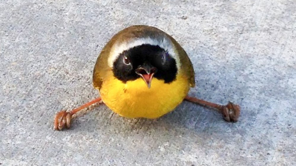 CHICAGO BIRD COLLISION MONITOR - Updated January 2026 - 23 Reviews ...