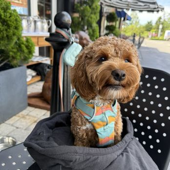 WHITE DOG CAFE - HAVERFORD - Updated December 2025 - 408 Photos & 330 ...