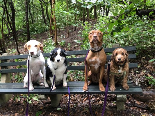 ZEN WALKER - Updated October 2024 - 13 Photos & 10 Reviews - Brooklyn ...