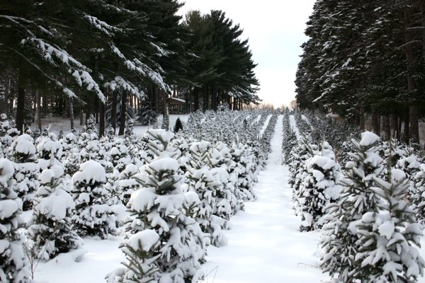 HANSEN TREE FARM - Updated December 2025 - 10 Photos - 7440 Alpine Dr ...