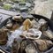 TAYLOR SHELLFISH FARMS - 1179 Photos & 321 Reviews - Seafood Markets ...