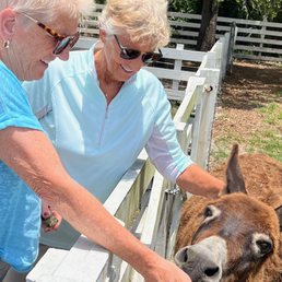 BLOSSOM & BRIE - Updated October 2025 - 187 Photos & 84 Reviews - 8250 ...