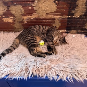 MAC TABBY CAT CAFE - Updated November 2024 - 310 Photos & 140 Reviews ...