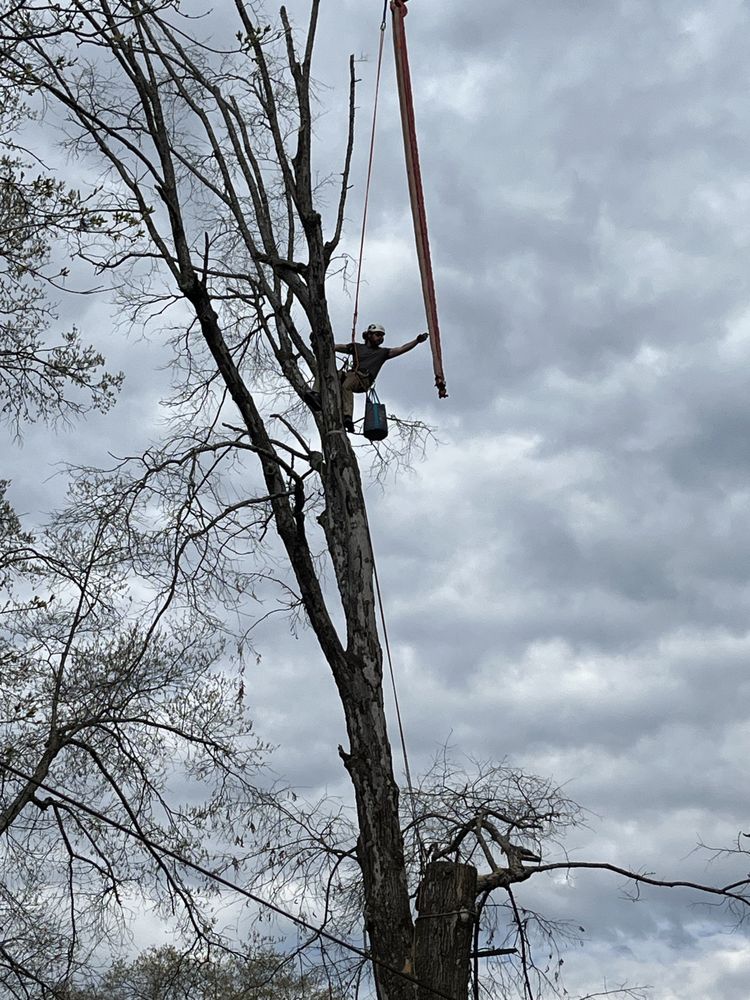 TREE MUSKETEERS - Updated October 2025 - 10 Photos - Cleveland ...