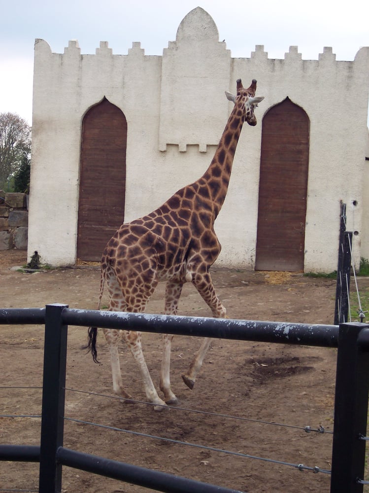 BRETAGNE ZOO - Updated July 2024 - 20 Photos - Lieu-dit Kerruisseau ...