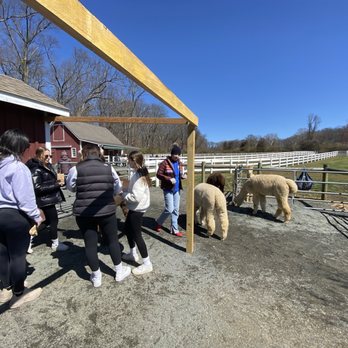 BLUEBIRD FARM ALPACAS - Updated September 2025 - 371 Photos & 54 ...