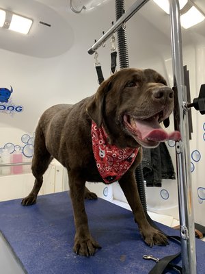 HYDRODOG BERT - Updated June 2025 - 34 Photos & 19 Reviews - Redmond ...