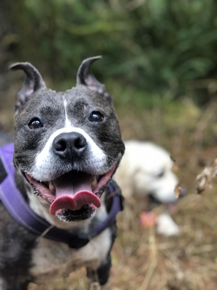 DERTY DOGS ADVENTURES - 29 Photos - Seattle, Washington - Dog Walkers ...