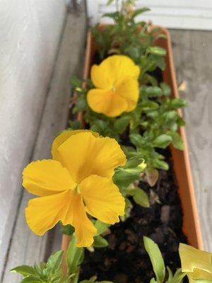 BOULEVARD FLOWER GARDENS - 156 Photos & 36 Reviews - 2120 Ruffin Mill ...