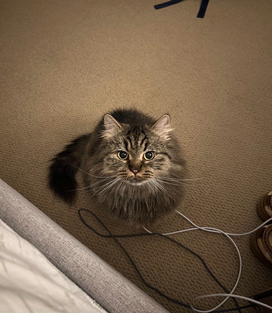 PAWS FOR LOVE INTERNATIONAL - Manchester, New Hampshire - Pet Adoption ...