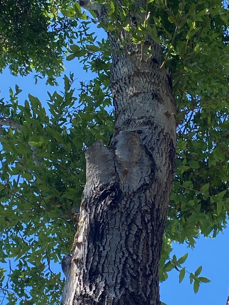 RICHARDS TREE SERVICE - Updated October 2025 - 31 Reviews - 18285 China ...