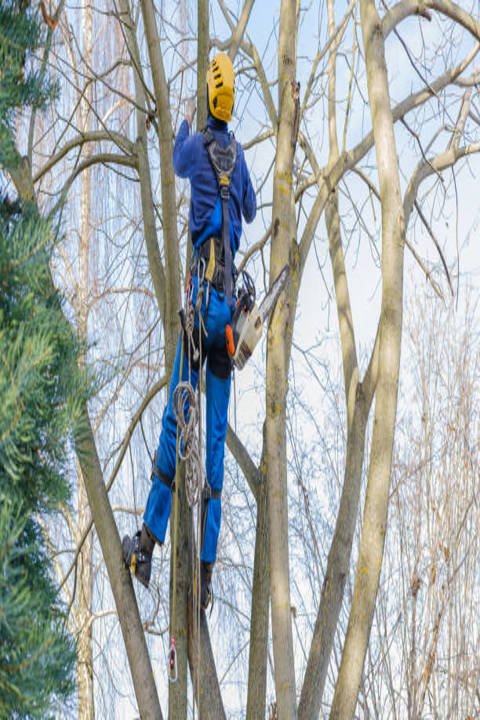 BLUE SKY TREE COMPANY - Updated May 2024 - Request a Quote - 14 Photos ...