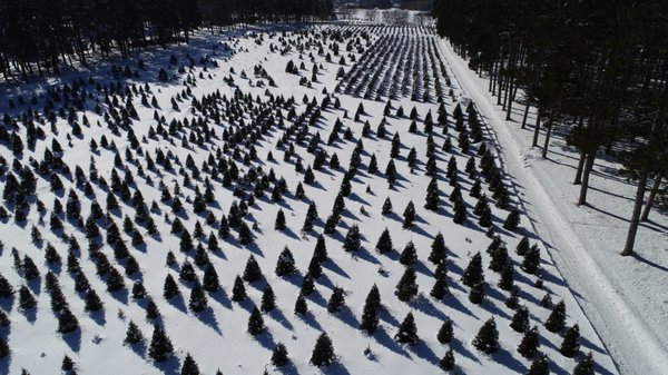 HANSEN TREE FARM - Updated December 2025 - 10 Photos - 7440 Alpine Dr ...