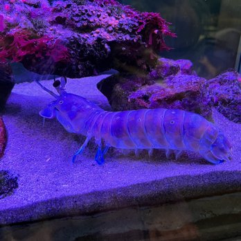 CABRILLO MARINE AQUARIUM - 1180 Photos & 362 Reviews - 3720 Stephen M ...