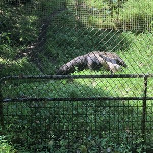 PANA’EWA RAINFOREST ZOO & GARDENS - 554 Photos & 164 Reviews - Zoos ...