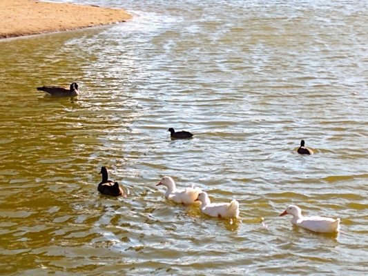 HESPERIA LAKE PARK & CAMPGROUND - 131 Photos & 61 Reviews - 7500 ...