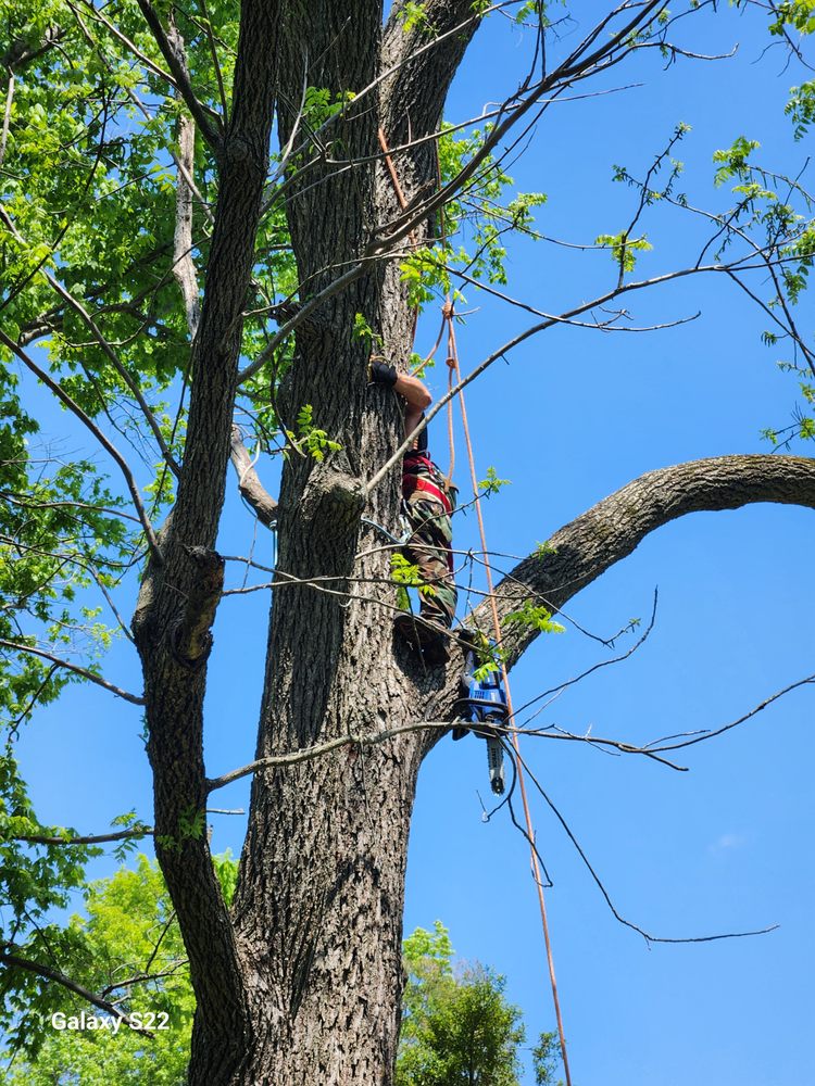 WE TREE FOOLS - Updated May 2025 - Request a Quote - 75 West Frankfort ...