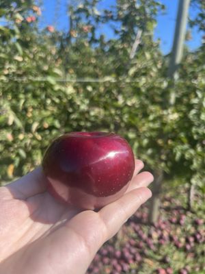 CHAMPLAIN ORCHARDS - Updated October 2025 - 91 Photos & 12 Reviews - 3597 VT Rte 74 W, Shoreham ...