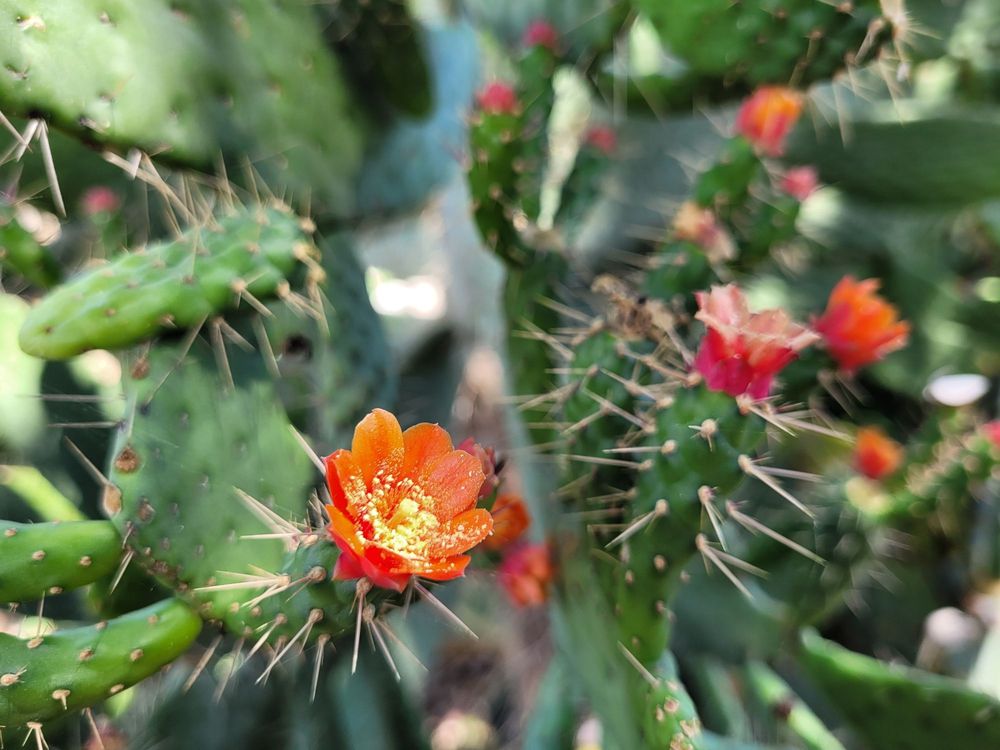 Key West Garden Club Updated April 2025 420 Photos And 71 Reviews 1100 Atlantic Blvd Key